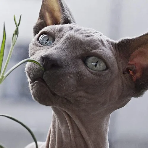 Gato Kohana Los Mejores Nombres Japoneses Para Tu Gato LA NACION